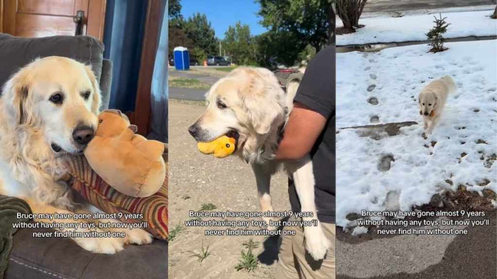 Senior Golden Retriever Spent Nearly a Decade Without Toys, Now Carries ...