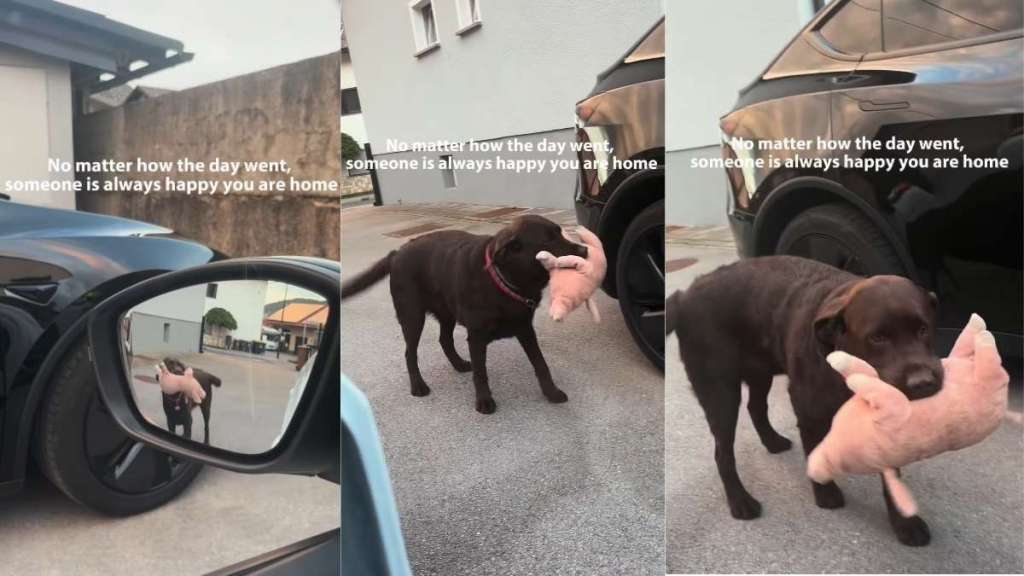 Dog Carries Toy to the Driveway To Greet Owner Like It’s the Best Part ...