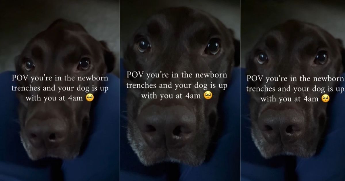 Dog Refuses To Sleep While Mom Cares for Newborn Baby & It’s a ...