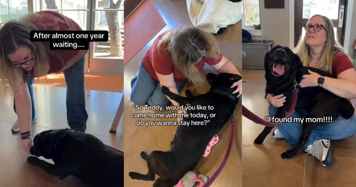 Shelter Dog’s Long Wait for Love Ends With the Mom Who Drove Hours To ...