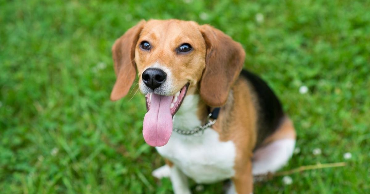 135 More Beagles Rescued From Ridglan Farms Research Facility - DogTime