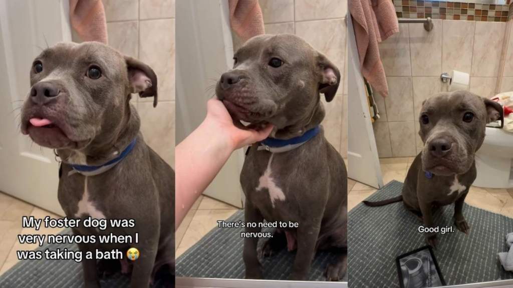 Foster Dog Proves She’s a ‘Very Brave Girl’ When Exposed to Bath - DogTime