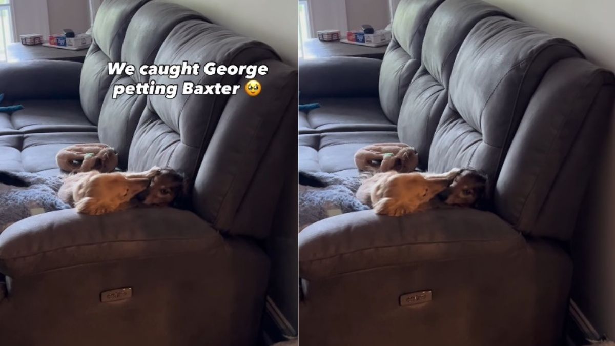 Dachshund Puppy Finally Wins Over Senior Dog After a Long Wait - DogTime