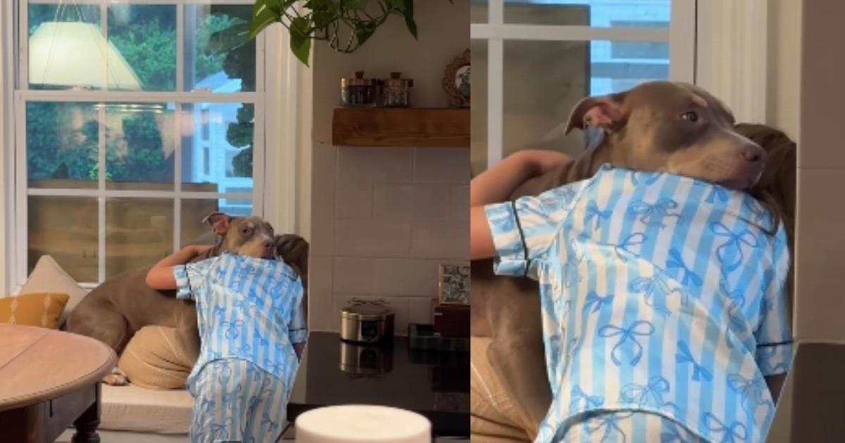Rescue Dogs Find Their Safe Space in Bonding With Little Girls - DogTime