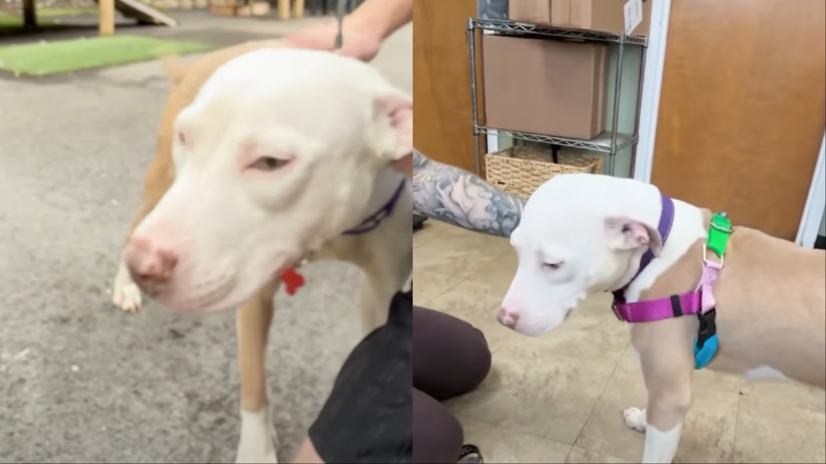 Shelter Dog With ‘No Adoption Interests’ Finds a New Foster Friend ...