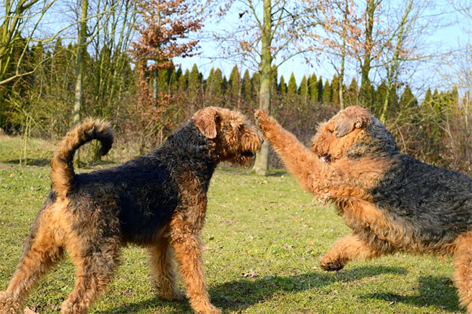 Airedale Terrier Dog Breed Information, Pictures, Characteristics ...