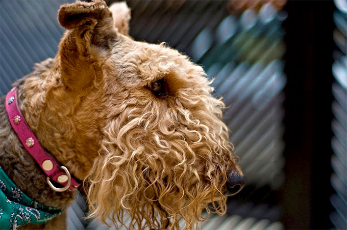 Airedale Terrier Dog Breed Information, Pictures, Characteristics ...