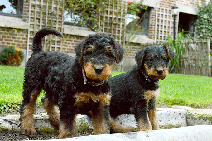 Airedale Terrier Dog Breed Information, Pictures, Characteristics ...