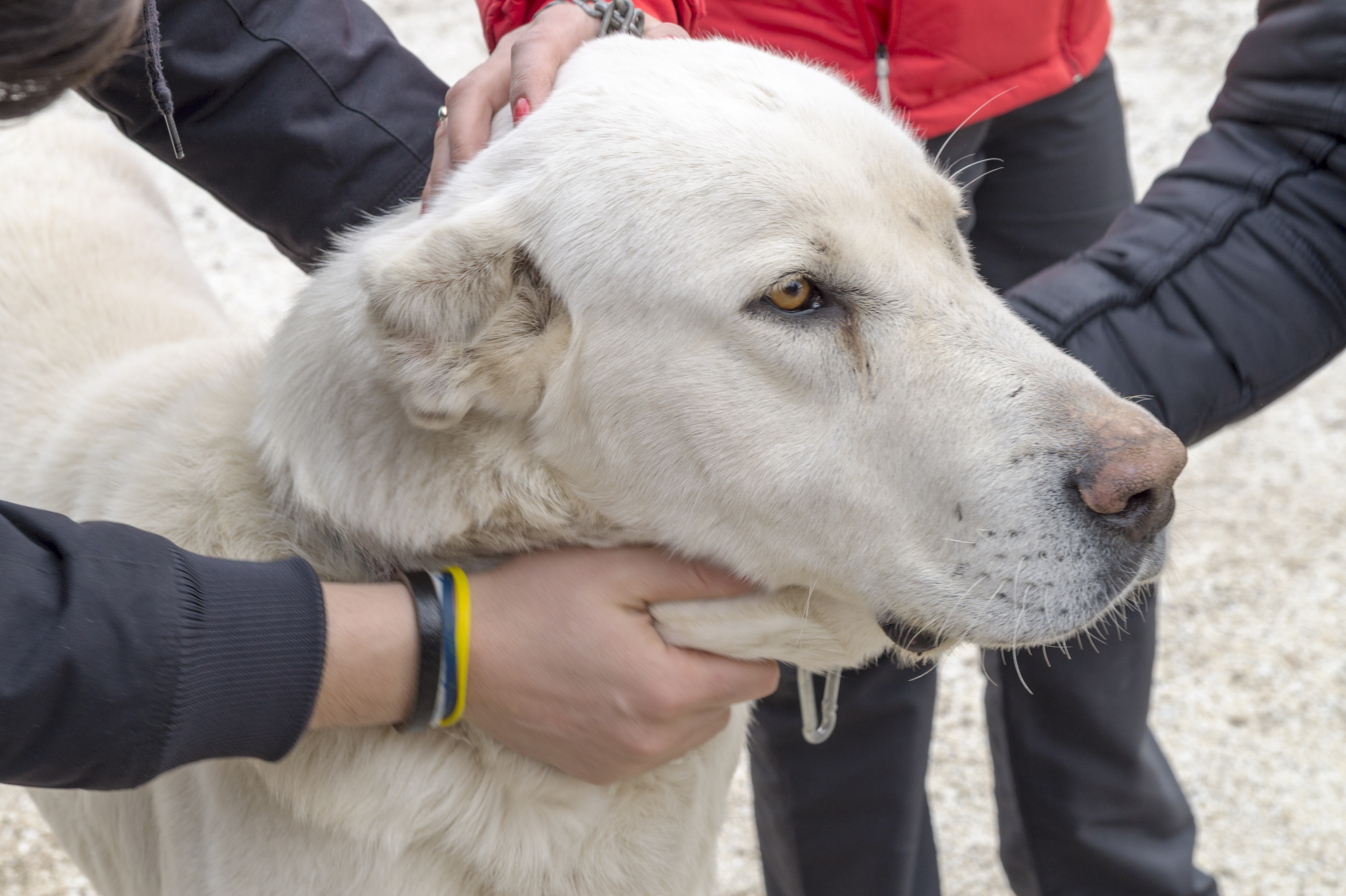 Akbash Dog Breed Pictures, Characteristics, & Facts