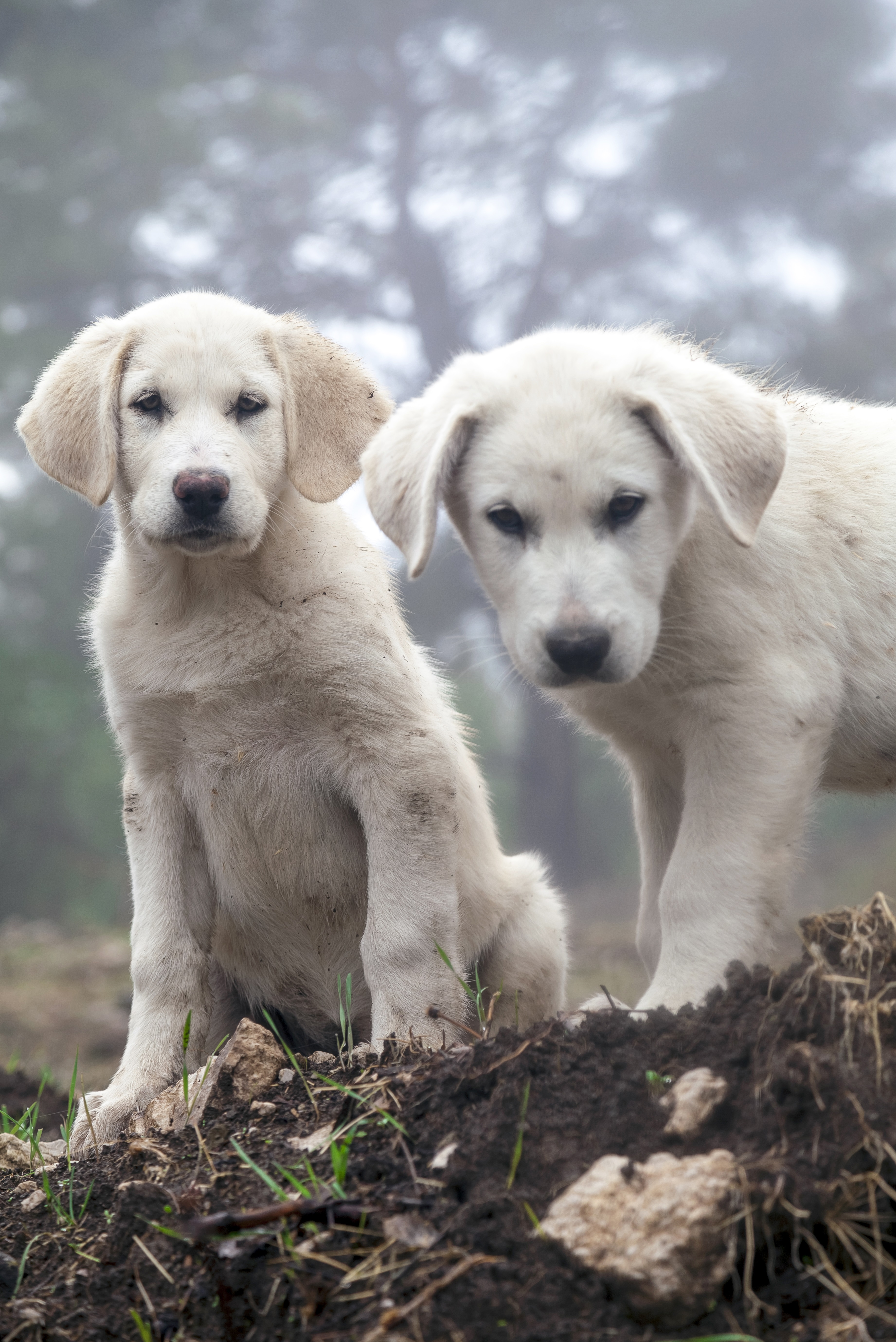 Are Akbash Dog Puppies Lazy