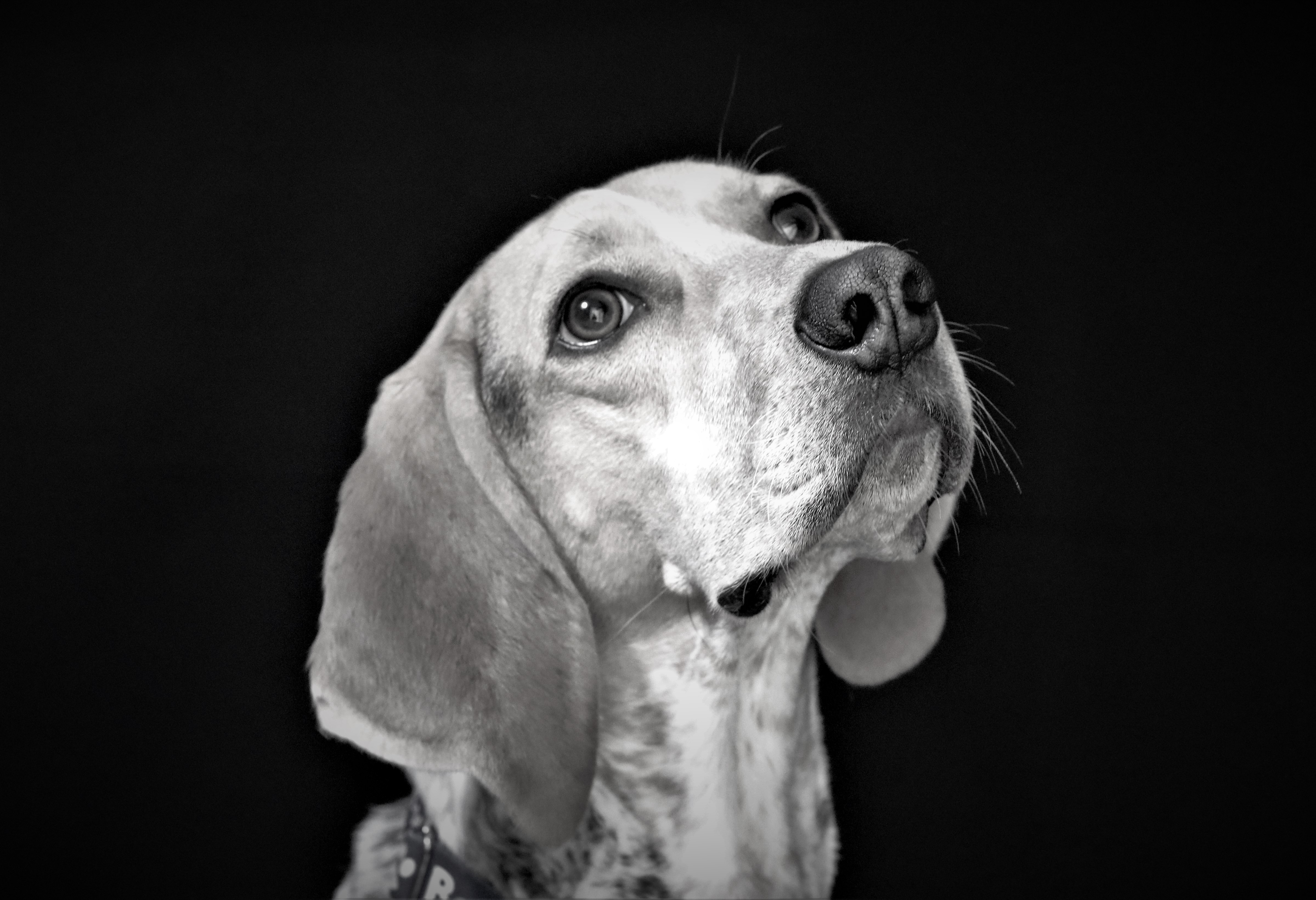 Are American English Coonhounds Intelligent Dogs