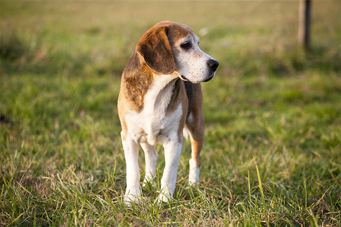 American Foxhound Dog Breed Information, Pictures, Characteristics ...