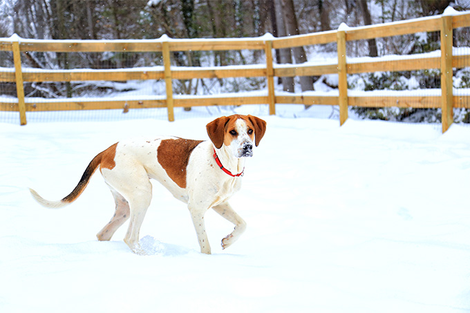 American Foxhound Dog Breed Information, Pictures, Characteristics ...