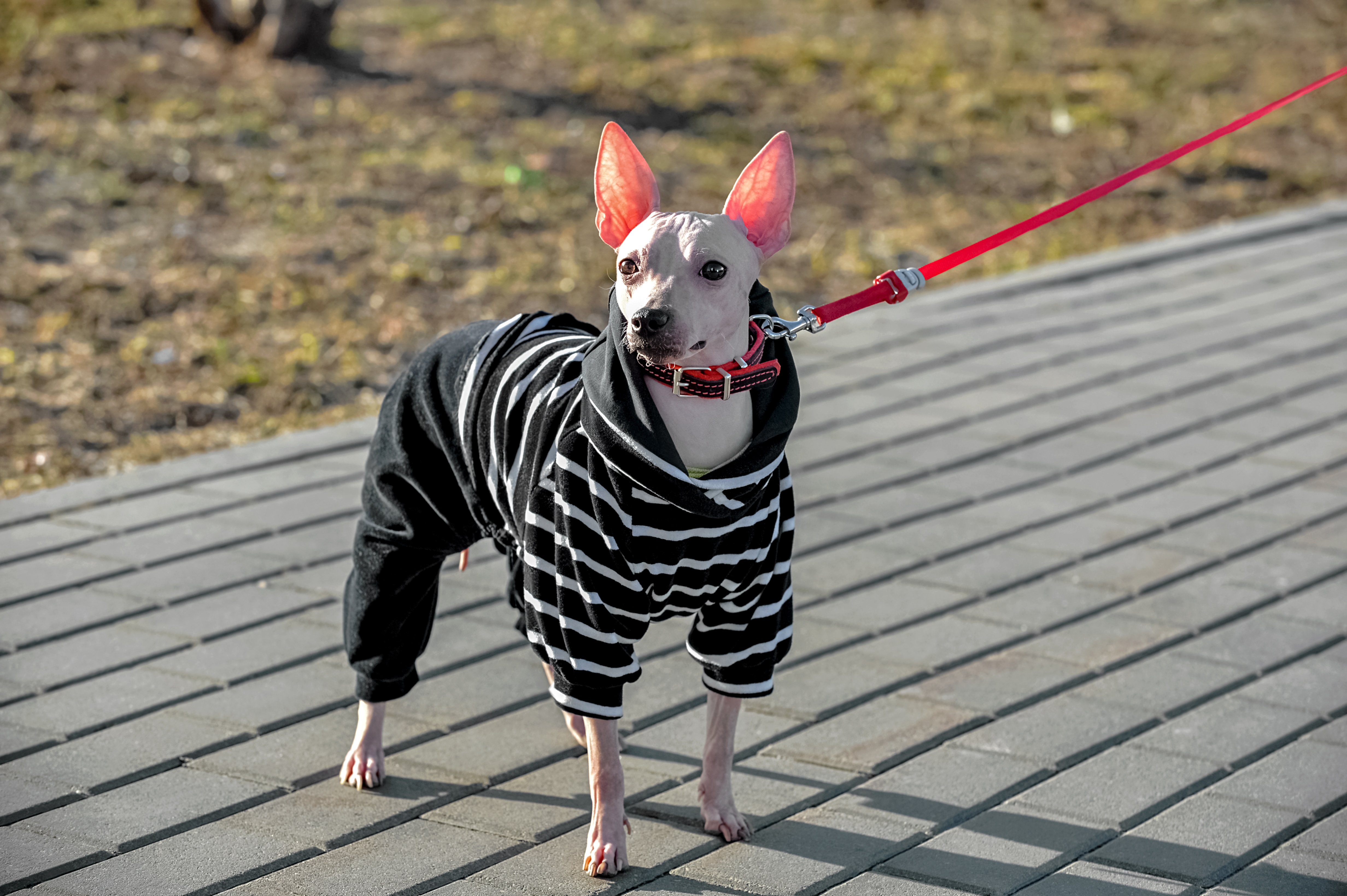 American Hairless Terrier Dog Breed Pictures, Characteristics, & Facts