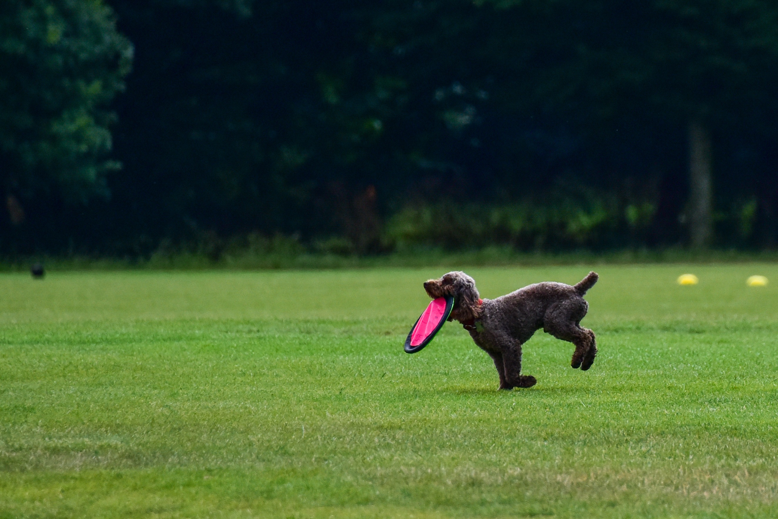 American Water Spaniel Dog Breed Information, Pictures, Characteristics ...
