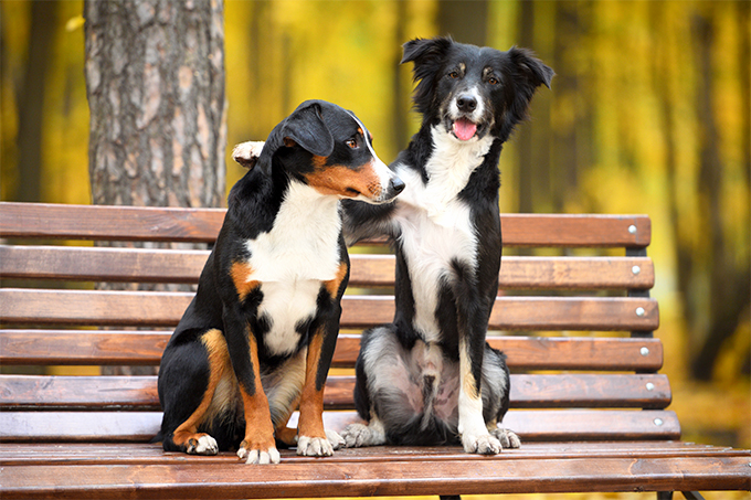 Appenzeller Sennenhunde Dog Breed Information, Pictures ...