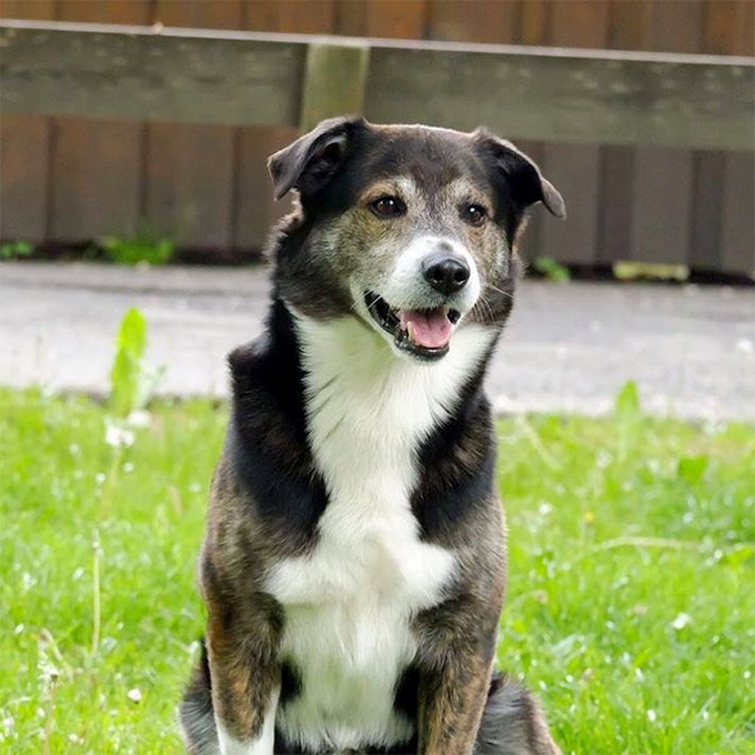 Appenzeller Sennenhunde Dog Breed Information, Pictures ...