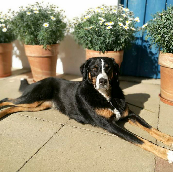 Appenzeller Sennenhunde Dog Breed Information, Pictures ...