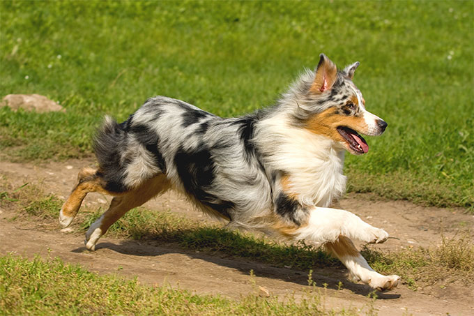 Australian Shepherd Dog Breed Information, Pictures, Characteristics ...