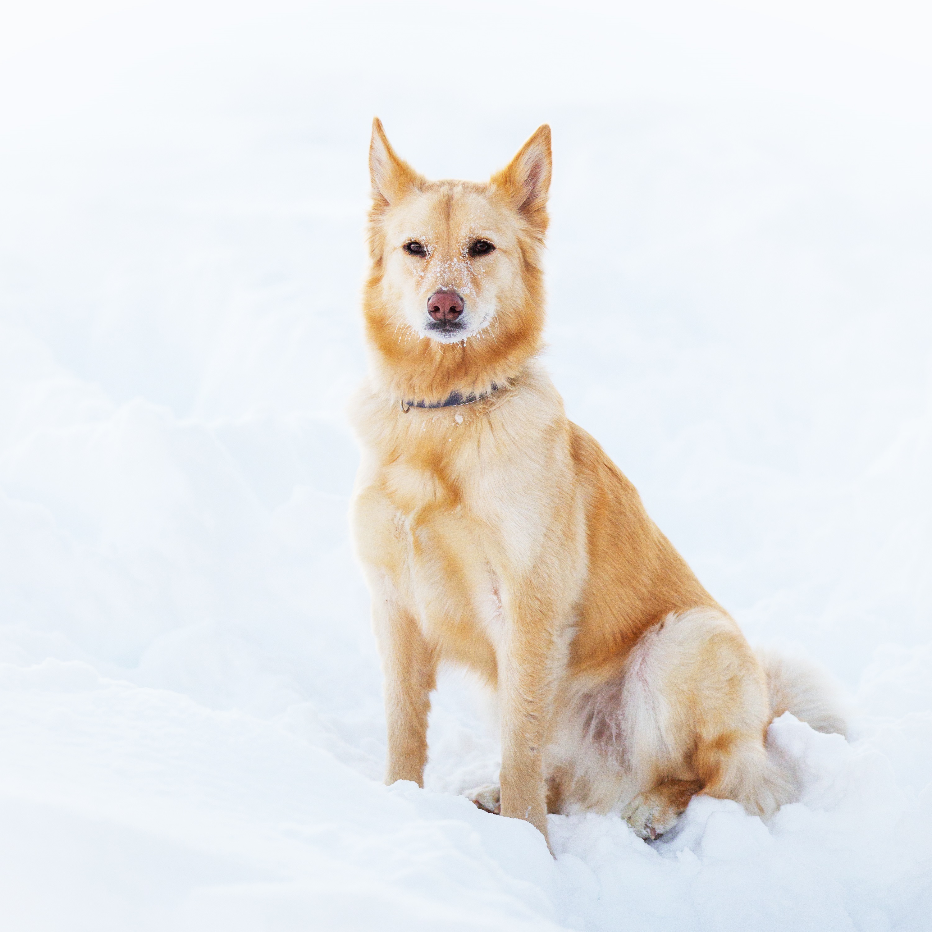 Australian Retriever Mixed Dog Breed Pictures, Characteristics, & Facts