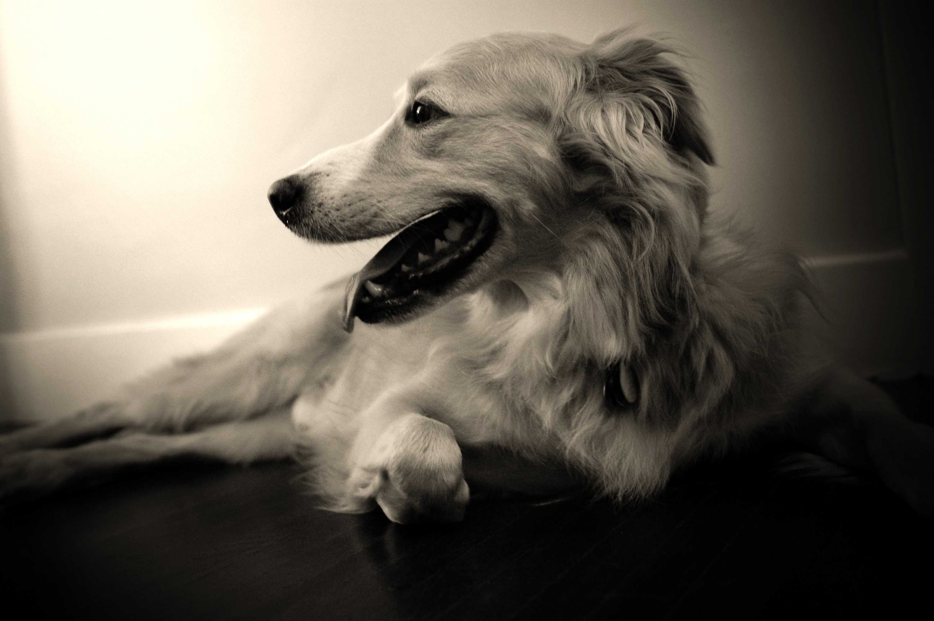 Australian Retriever Mixed Dog Breed Pictures, Characteristics, & Facts