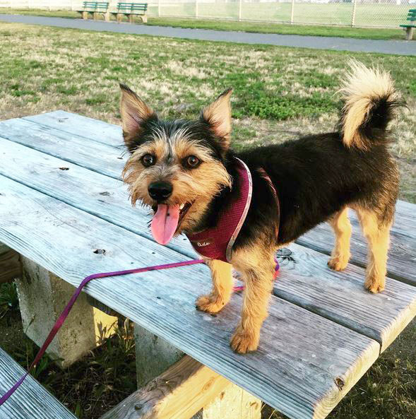 Australian Terrier Mix