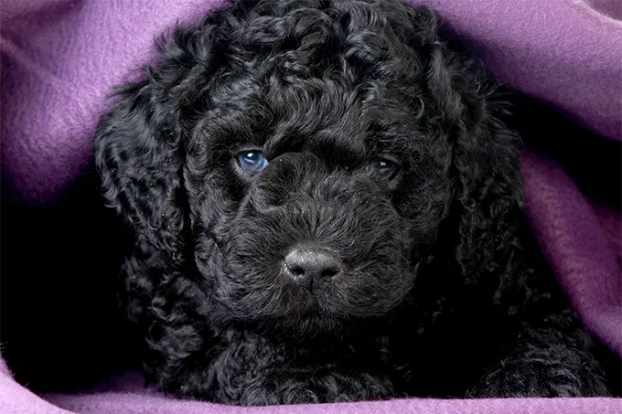 Barbet Dog Breed Information, Pictures, Characteristics & Facts