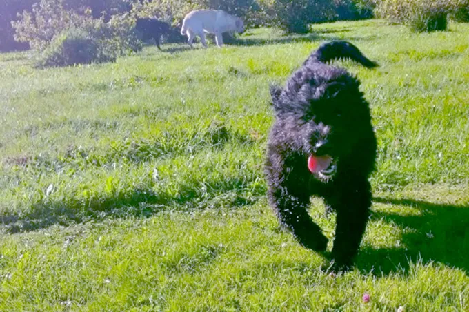 Barbet Dog Breed Information, Pictures, Characteristics & Facts