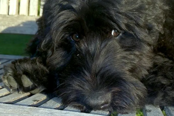 Barbet Dog Breed Information, Pictures, Characteristics & Facts