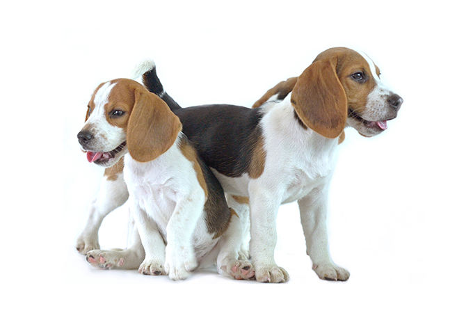 Beagle Puppies: Cute Pictures And Facts - DogTime