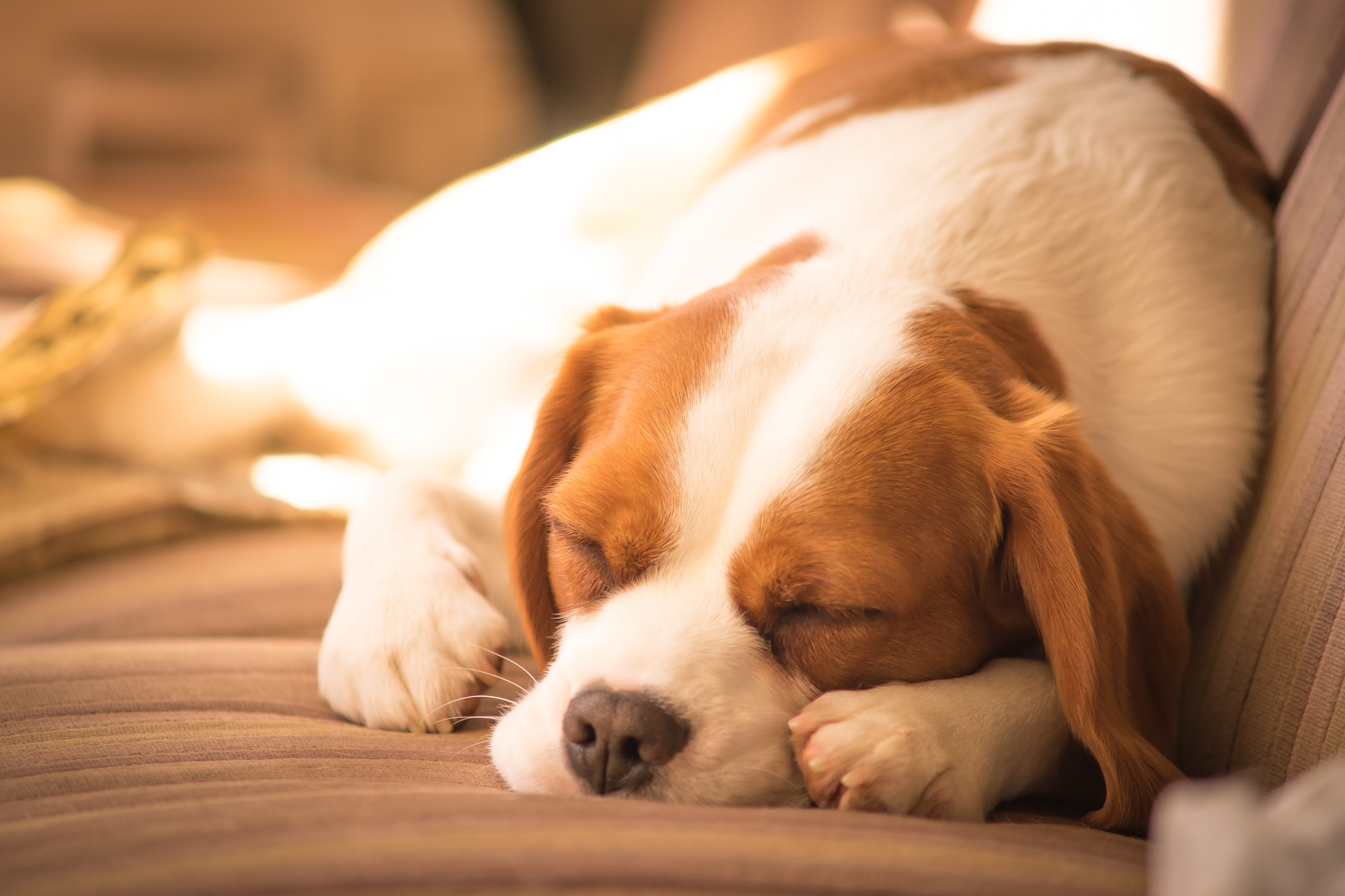 Beaglier Mixed Dog Breed Pictures, Characteristics, & Facts