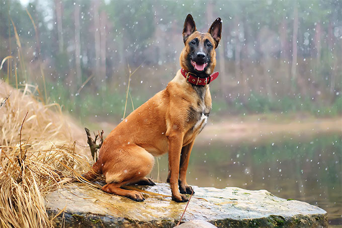 Belgian Malinois Dog Breed Information, Pictures, Characteristics ...