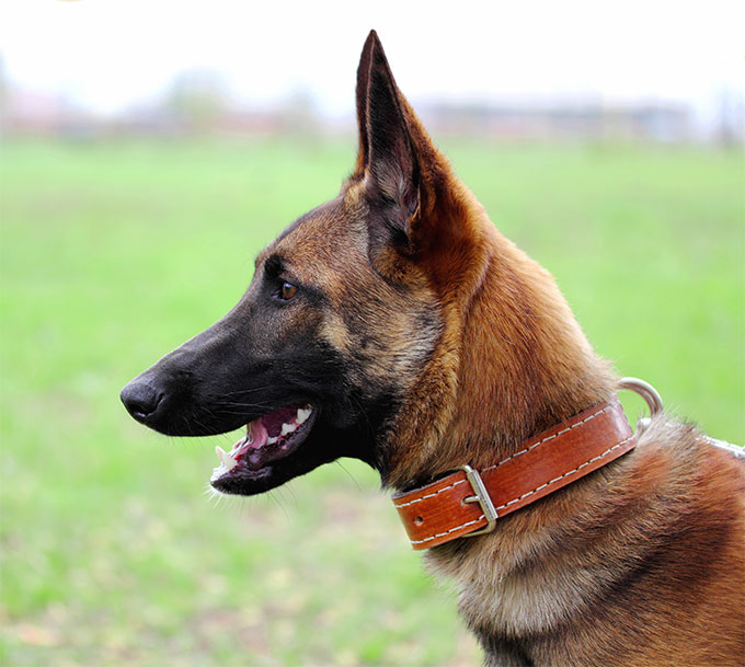 Belgian Malinois Dog Breed Information, Pictures, Characteristics ...