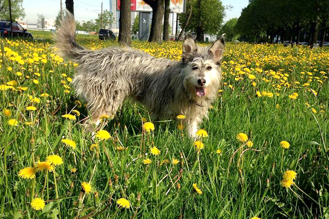 Berger Picard Dog Breed Information, Pictures, Characteristics & Facts