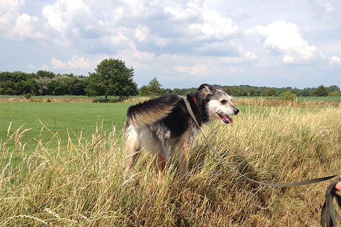 Berger Picard Dog Breed Information, Pictures, Characteristics & Facts