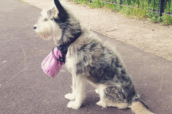 Berger Picard Dog Breed Information, Pictures, Characteristics & Facts