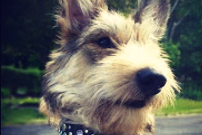 Berger Picard Dog Breed Information, Pictures, Characteristics & Facts