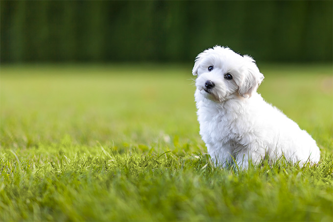 Bichon Frise Dog Breed Information, Pictures, Characteristics & Facts ...