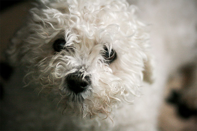 Bichon Frise Dog Breed Information, Pictures, Characteristics & Facts ...