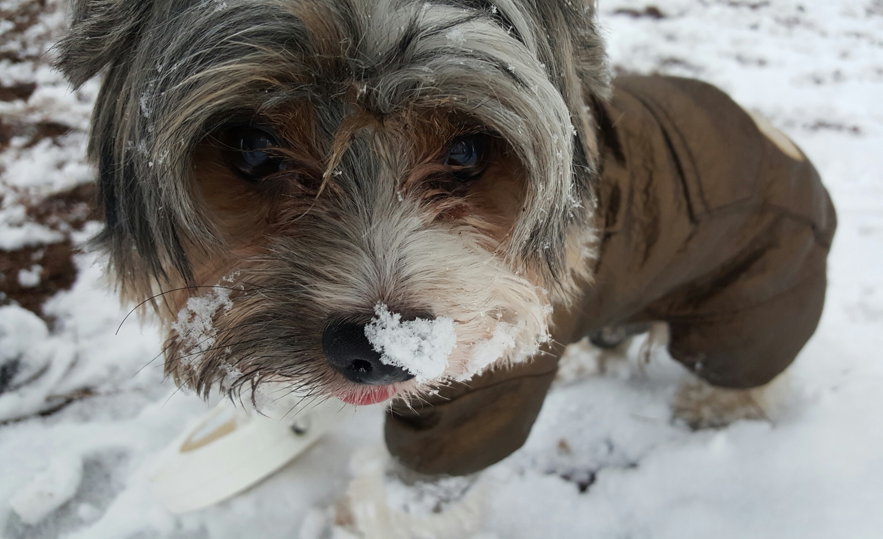 Biewer Terrier Dog Breed Pictures, Characteristics, & Facts