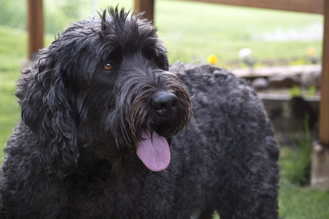 Black Russian Terrier Dog Breed Information, Pictures, Characteristics ...