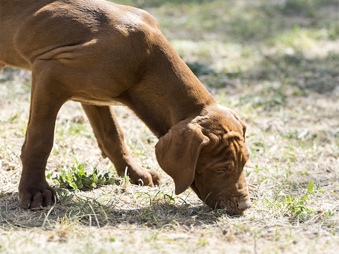 Bloodhound Dog Breed Information, Pictures, Characteristics & Facts ...