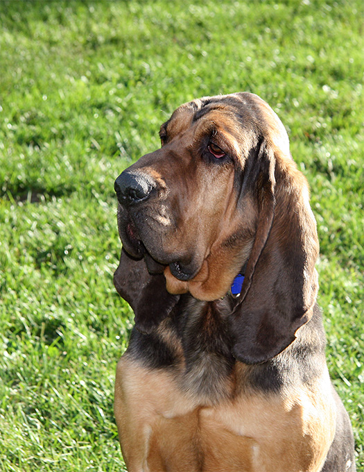 Bloodhound Dog Breed Information, Pictures, Characteristics & Facts ...