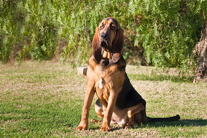 Bloodhound Dog Breed Information, Pictures, Characteristics & Facts ...