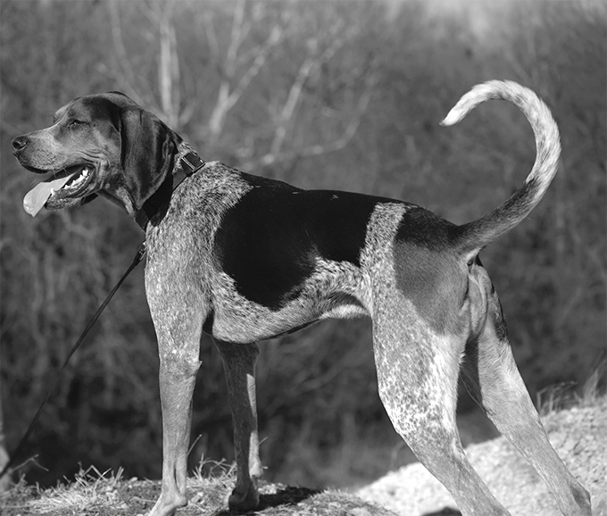 Bluetick Coonhound Dog Breed Information, Pictures, Characteristics ...