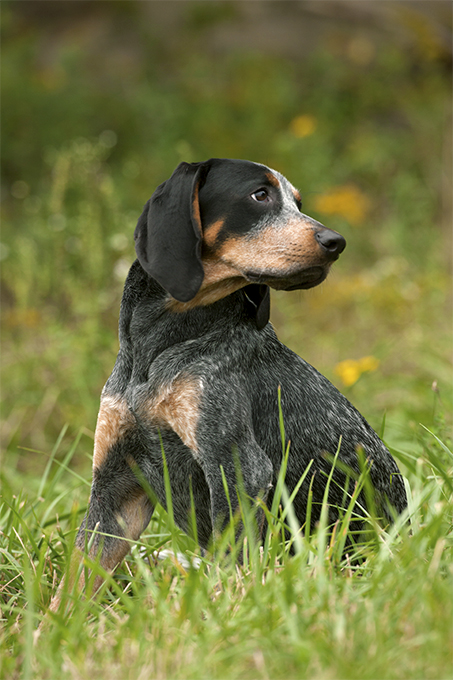 Bluetick Coonhound Dog Breed Information, Pictures, Characteristics ...