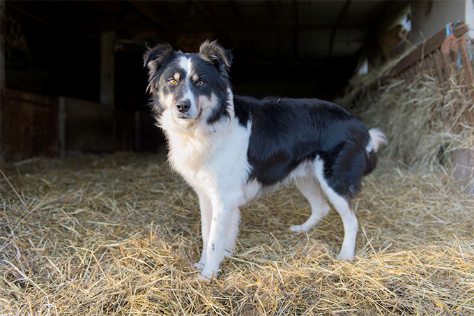 Border Collie Dog Breed Information, Pictures, Characteristics & Facts ...