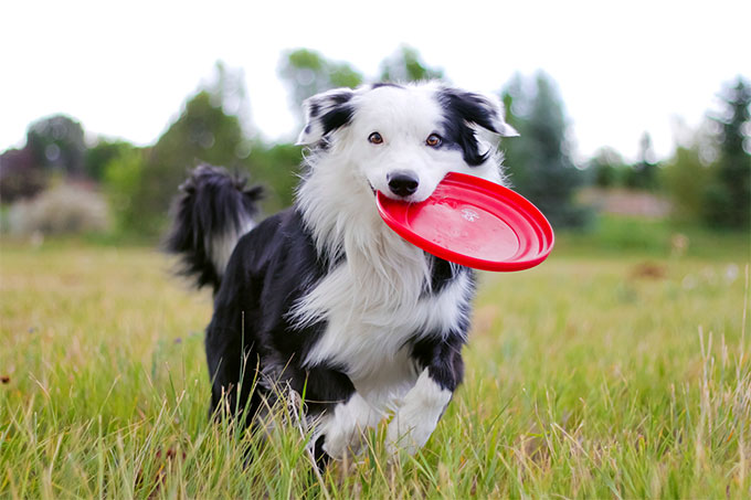 Border Collie Dog Breed Information, Pictures, Characteristics & Facts ...