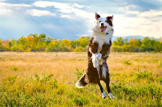 Border Collie Dog Breed Information, Pictures, Characteristics & Facts ...
