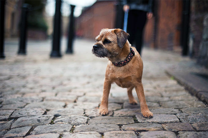 Border Terrier Dog Breed Information, Pictures, Characteristics & Facts ...